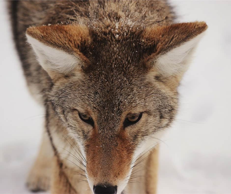 Meet the Coyotes of Alaska Wildlife Conservation Center - Alaska ...