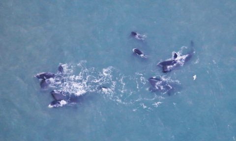 Bowhead Whales: A Recent Success Story - Alaska Business Magazine