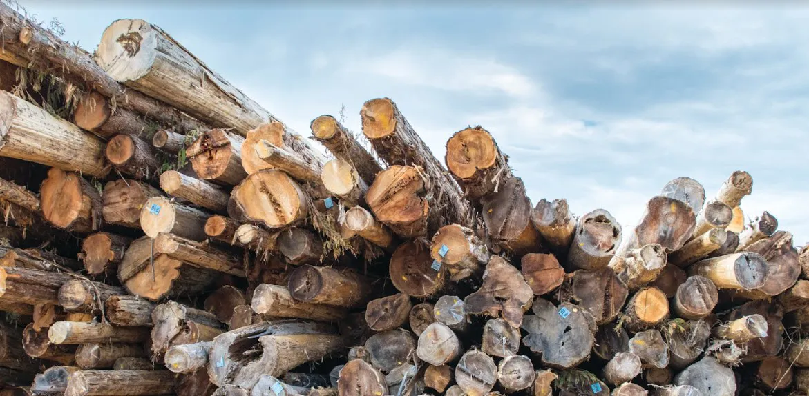 Niche Products Put Alaska Timber to Creative Uses - Alaska Business ...