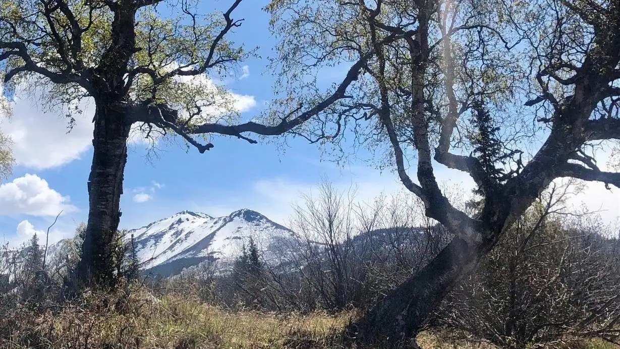 Land Allotted on Anchorage Hillside for Natural Burial Cemetery ...